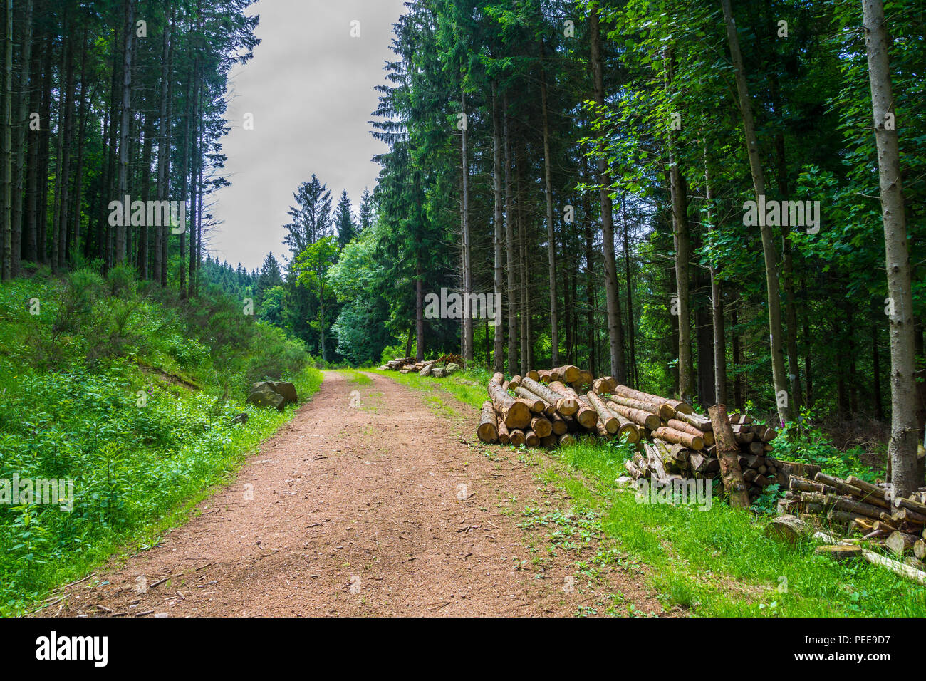 Forest glade path track hi-res stock photography and images - Alamy