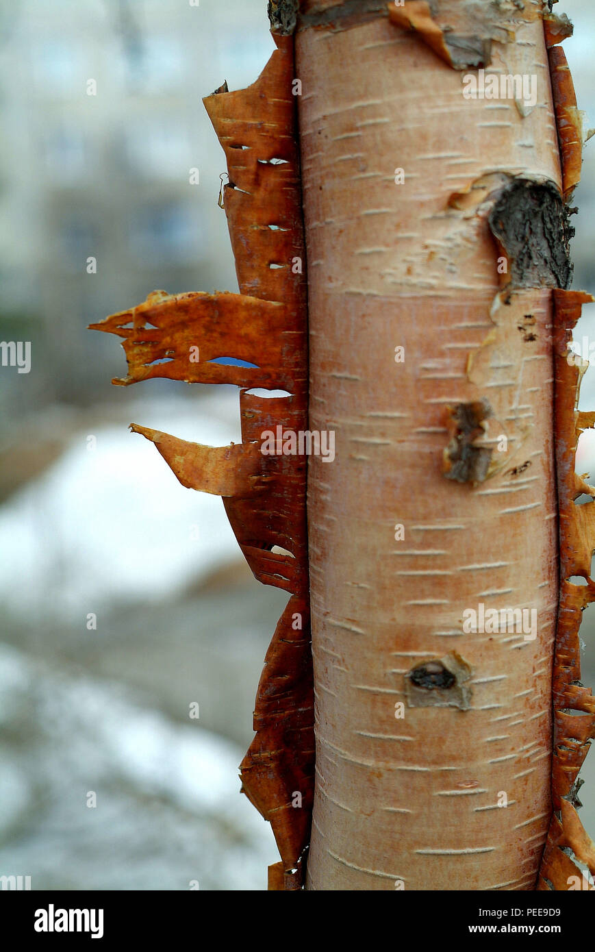 Plant details branch birch hi-res stock photography and images - Alamy