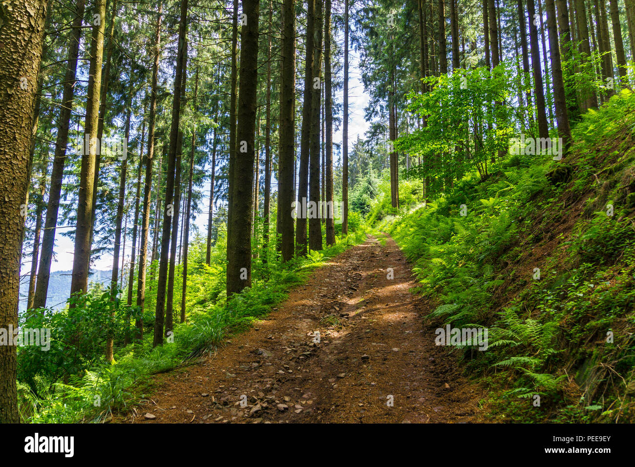 Hiking track through green forest landscape in summer Stock Photo - Alamy