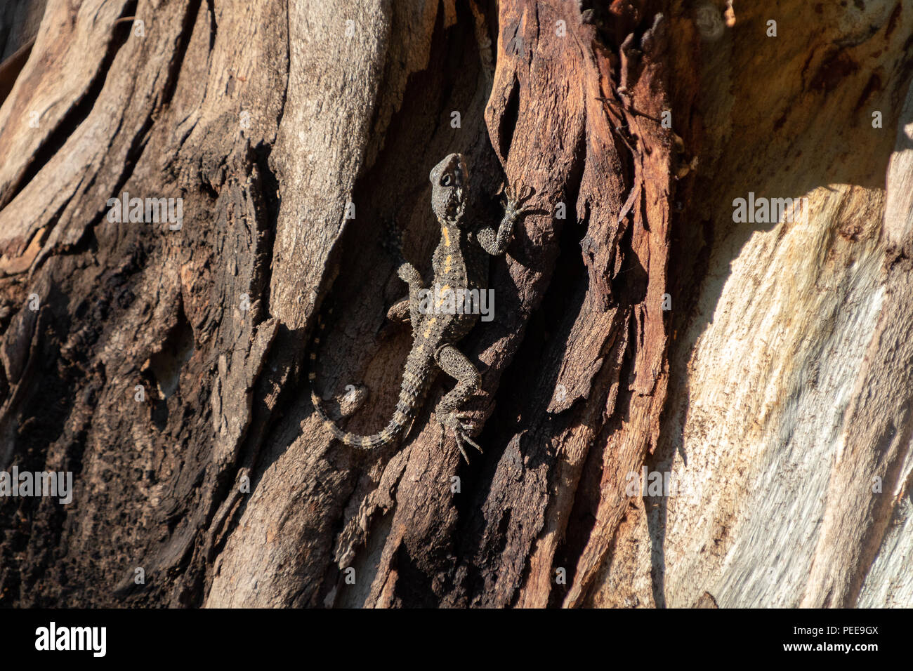 Yellow and brown lizards hi-res stock photography and images - Alamy
