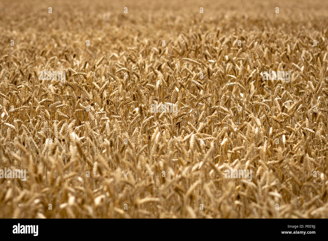 Abstraction background with golden rye field Stock Photo - Alamy