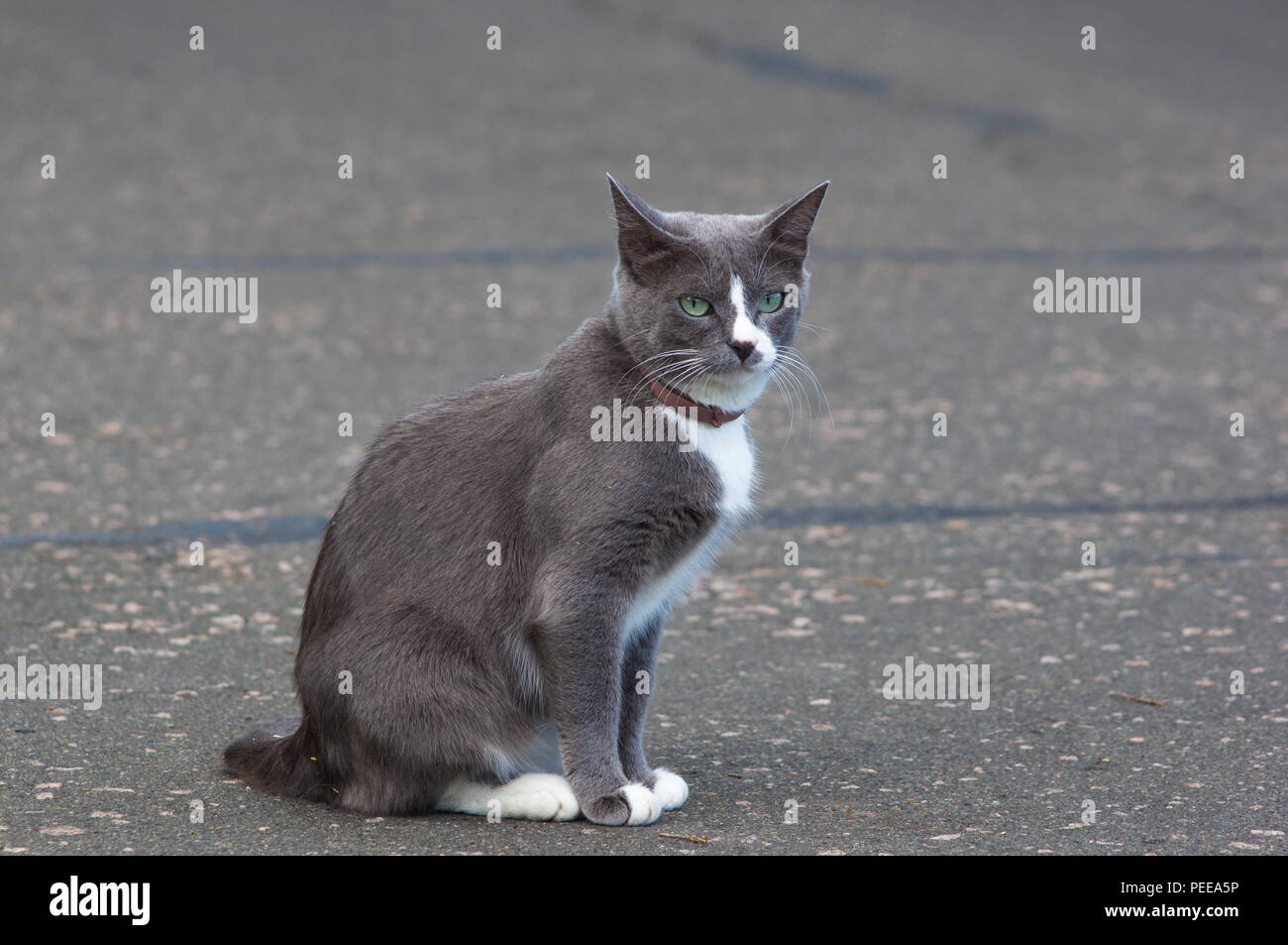 Two tone cat hi-res stock photography and images - Alamy
