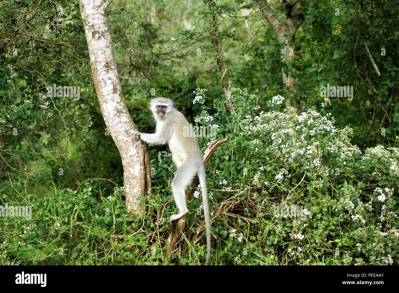 Hluhluwe park hi-res stock photography and images - Alamy