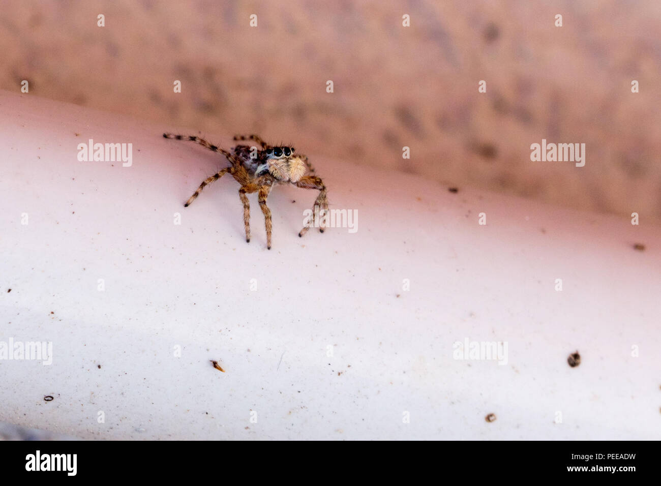 Harlequin jumping spider (Salticus scenicus) italiamn arachnid Stock ...