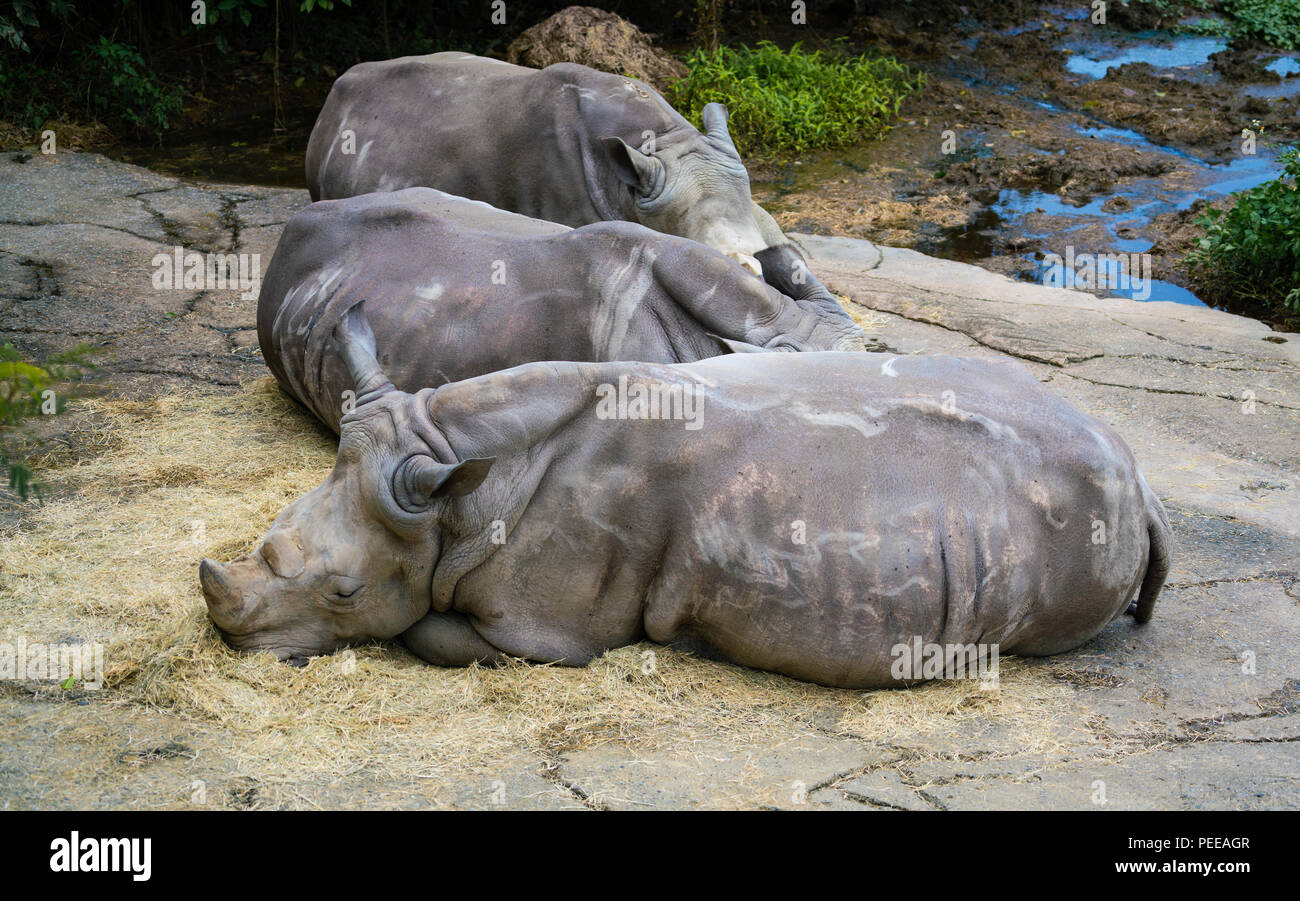 Three White or square-lipped rhinoceros close up view and horns Stock ...