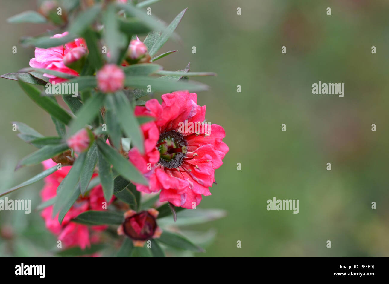 Manuka myrtle white-pink flower blooming (Leptospermum scoparium Stock ...