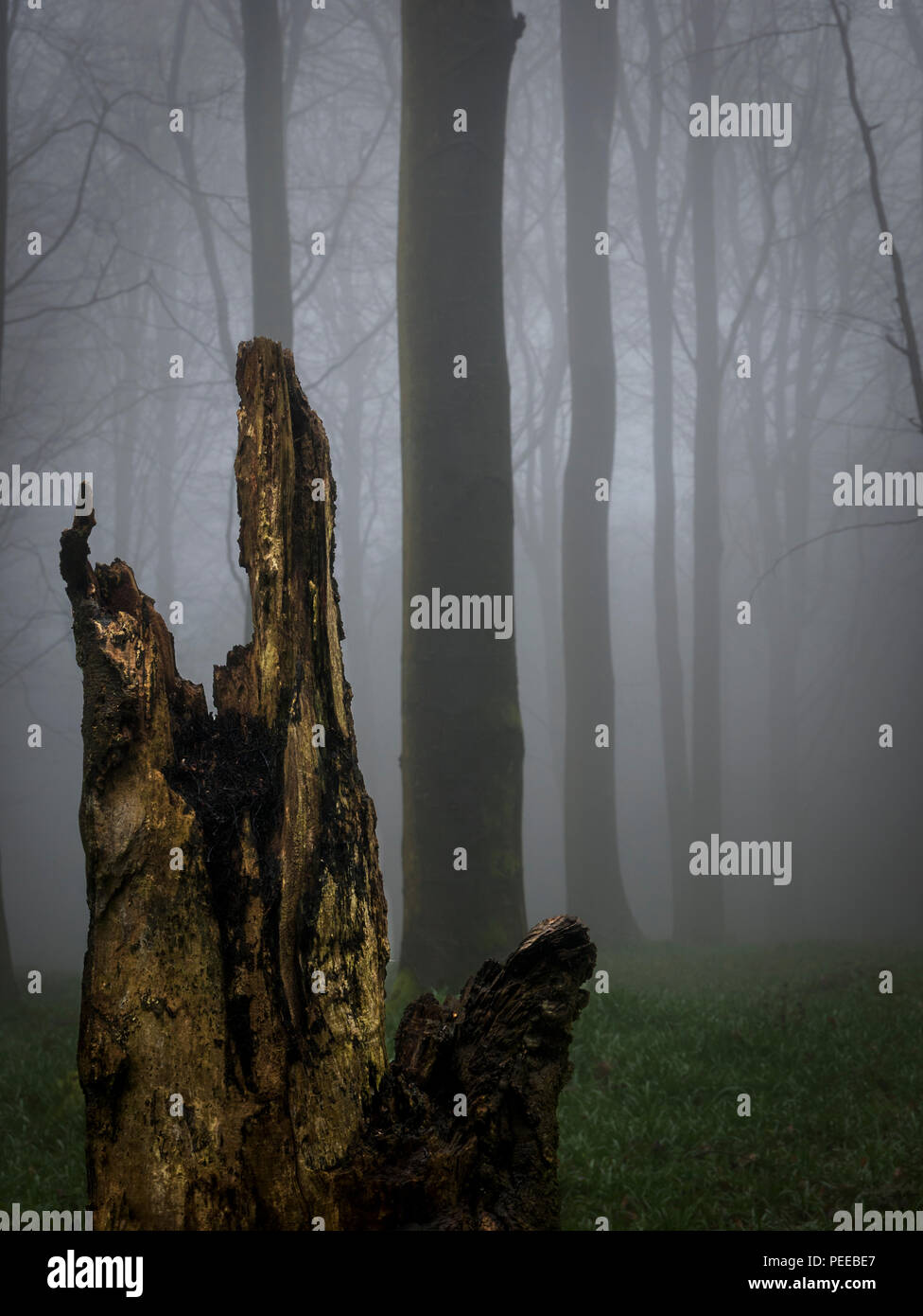 Misty scenes in Kingswood, Kent, UK Stock Photo - Alamy