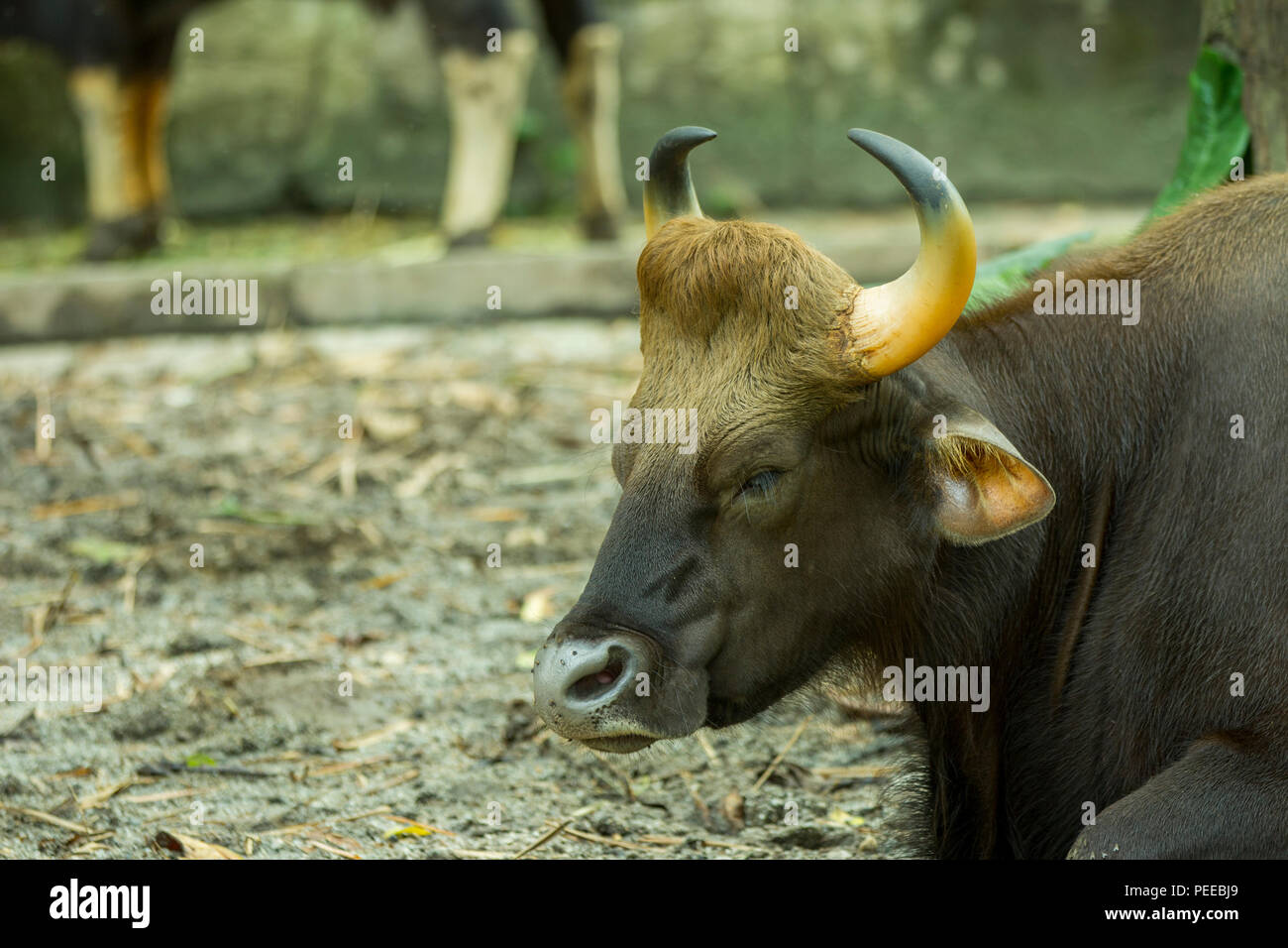 Gaur bos gaurus species hi-res stock photography and images - Alamy