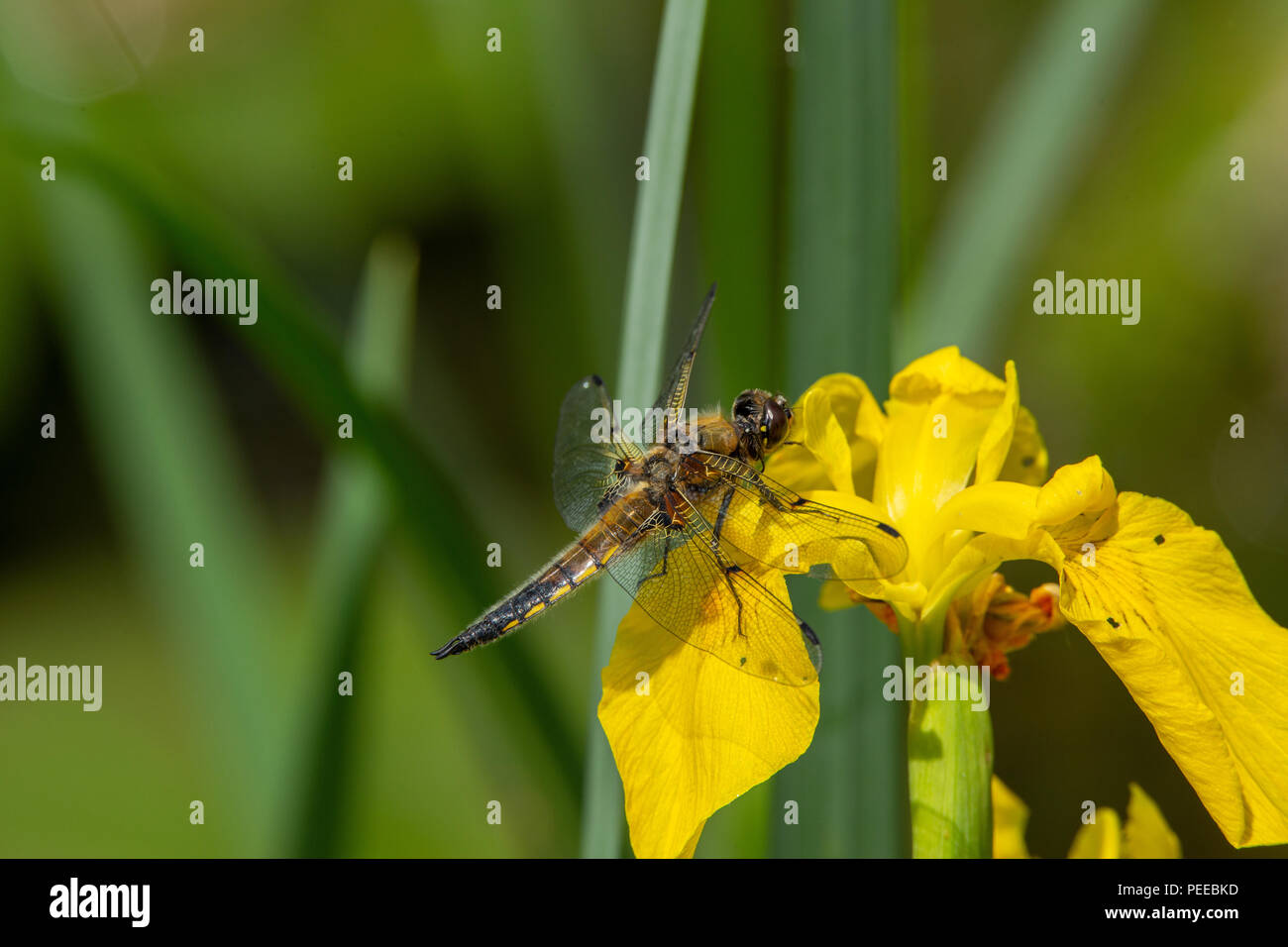 Dragonflies dragonflies dragonflies dragonflies nature hi-res stock ...