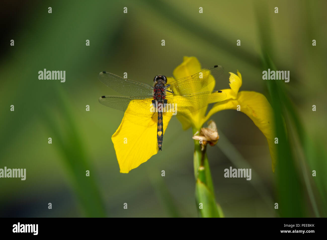 Leucorrhinia pectoralis, Animal, Nature, Insect, large white-faced ...
