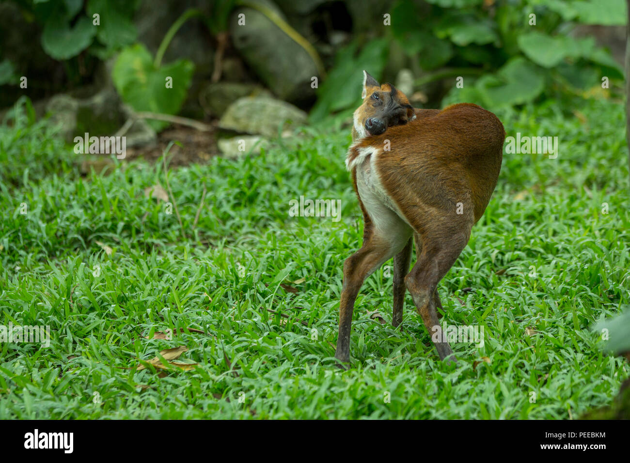 Inside of zoo hi-res stock photography and images - Alamy