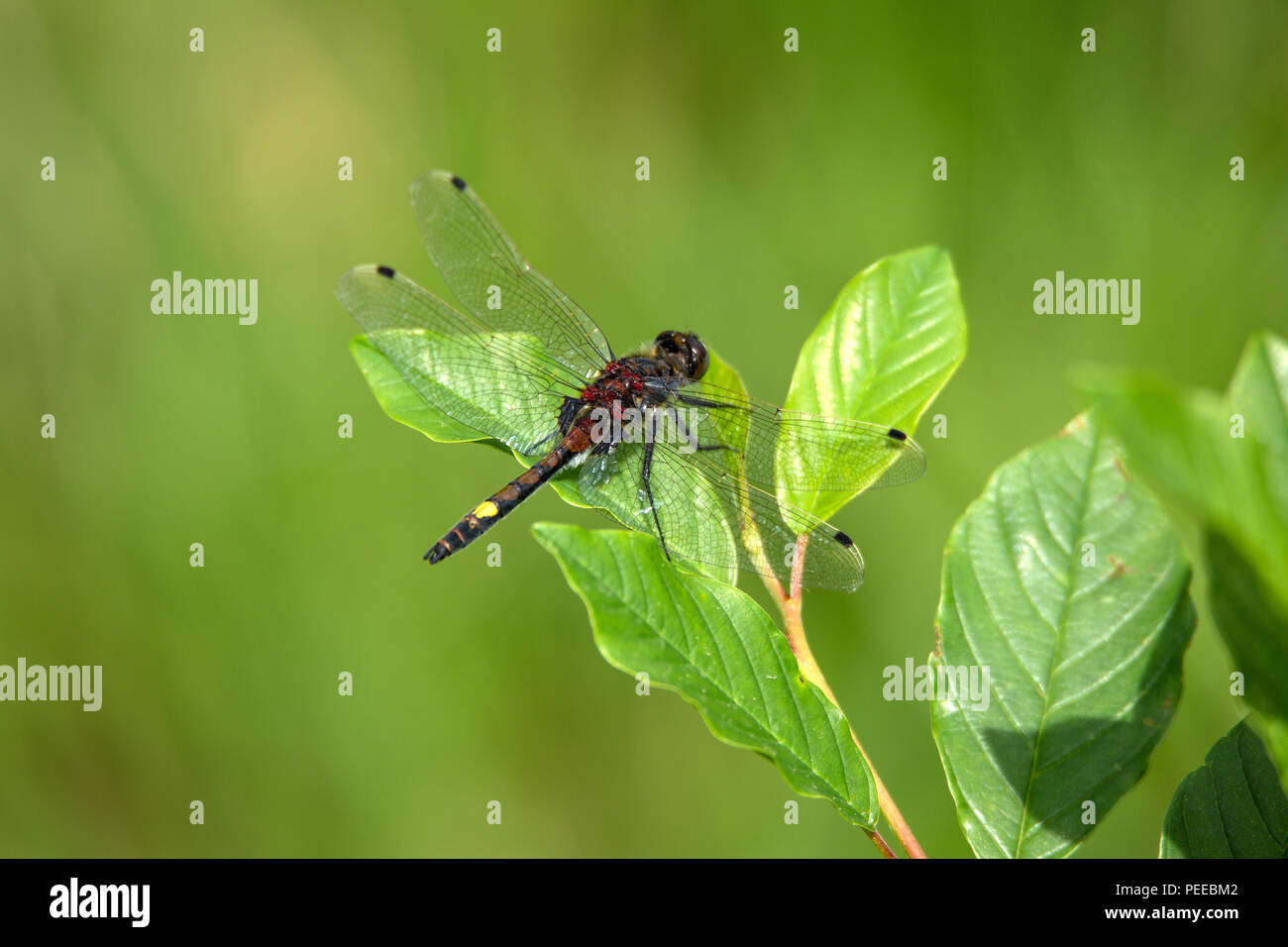 Leucorrhinia pectoralis, Animal, Nature, Insect, large white-faced ...