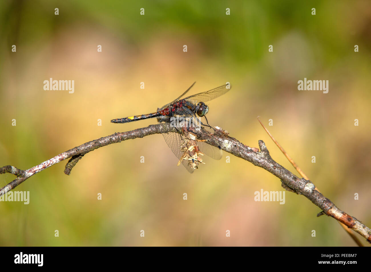 Leucorrhinia pectoralis, Animal, Nature, Insect, large white-faced ...