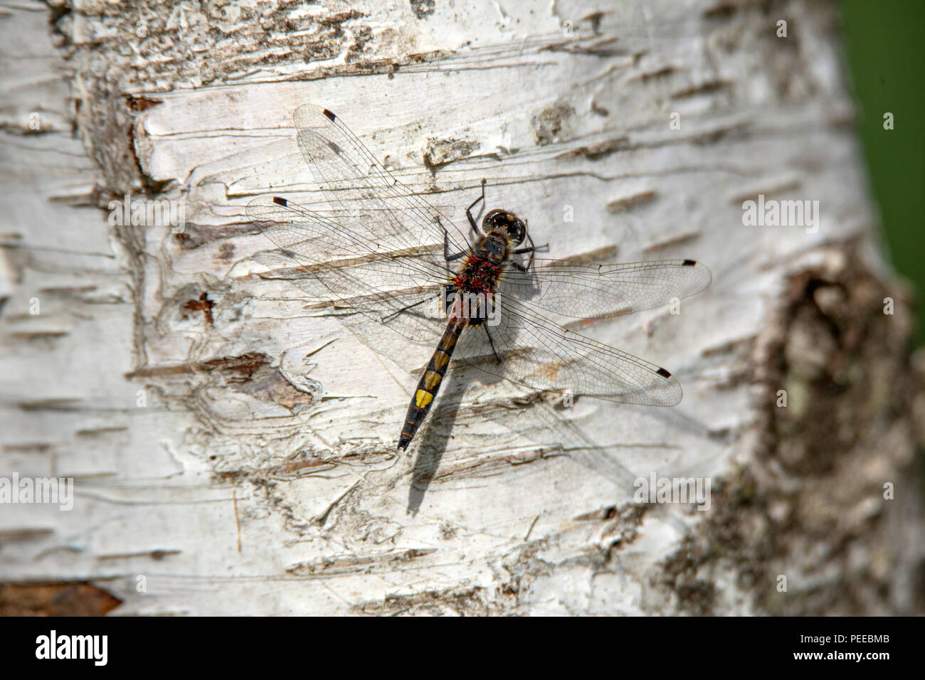 Leucorrhinia pectoralis, Animal, Nature, Insect, large white-faced ...