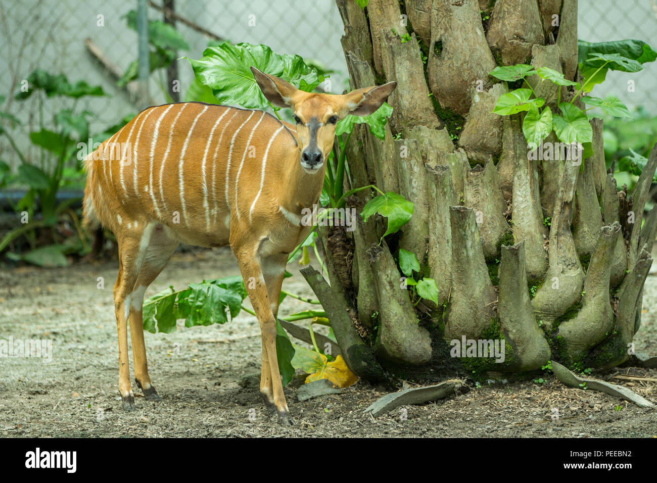 Deer inside hi-res stock photography and images - Alamy