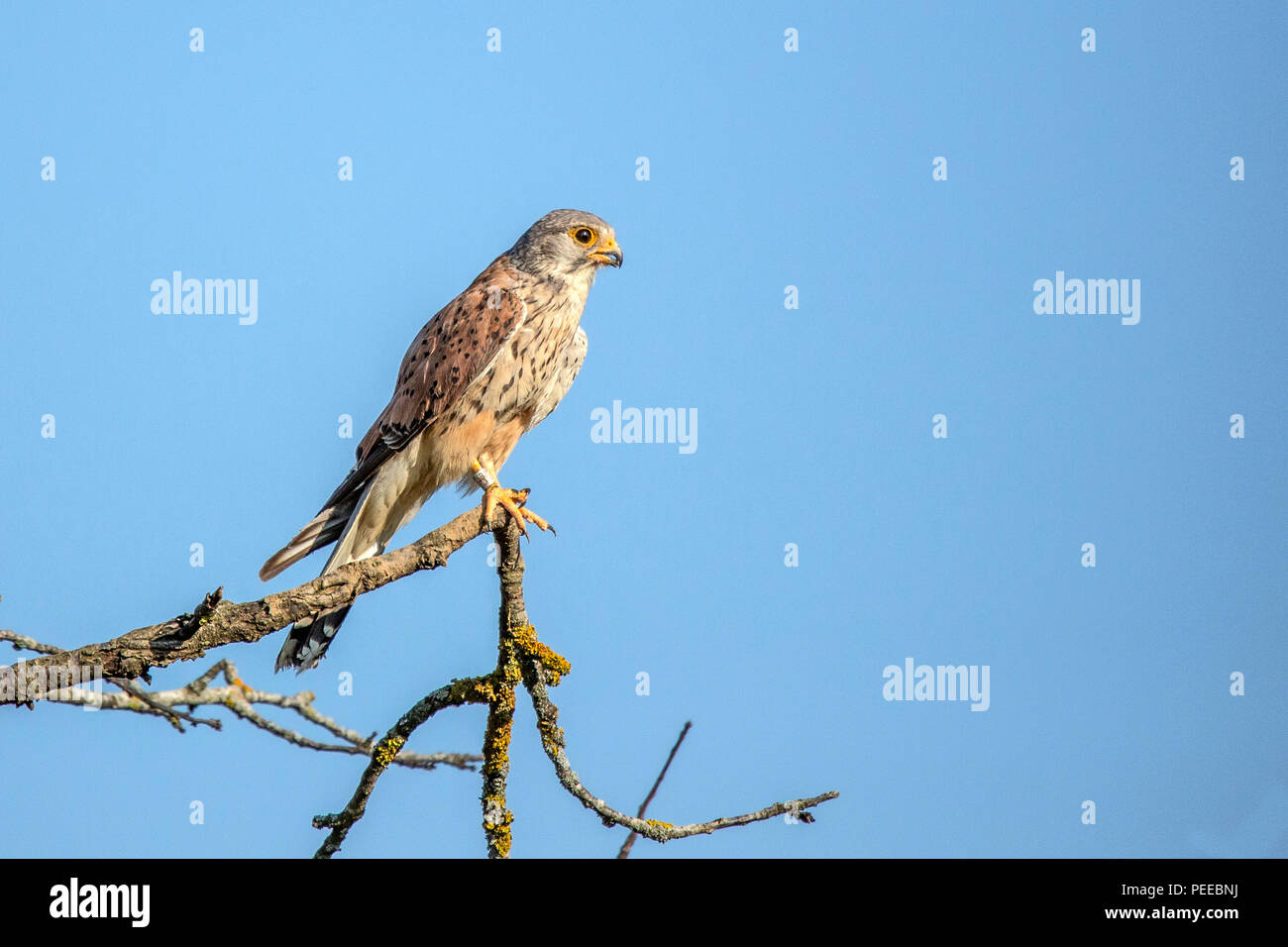 Tinnunculus falco hi-res stock photography and images - Alamy