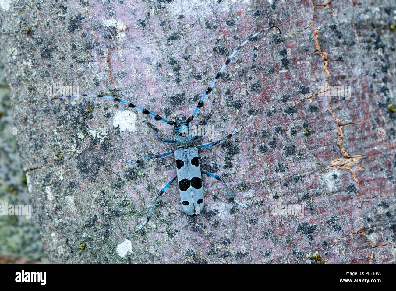 Rosalia alpina, Rosalia longicorn, Alpine longhorn beetle, Beetle ... Rosalia alpina, Rosalia longicorn, Alpine longhorn beetle, Beetle ...