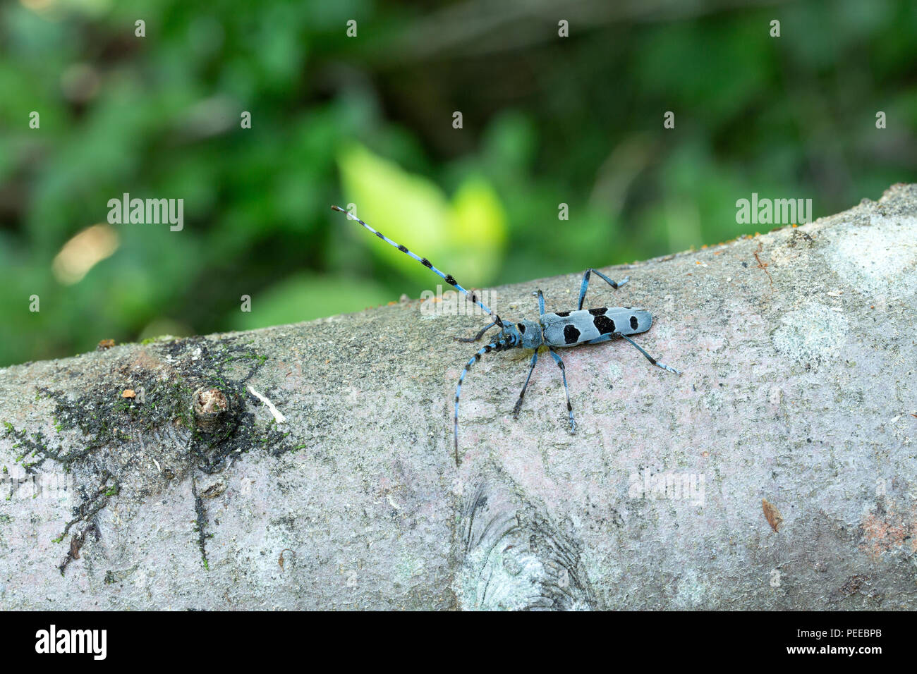 Rosalia alpina, Rosalia longicorn, Alpine longhorn beetle, Beetle ... Rosalia alpina, Rosalia longicorn, Alpine longhorn beetle, Beetle ...