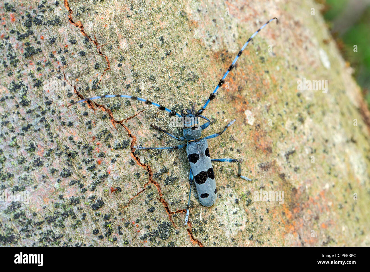 Rosalia alpina, Rosalia longicorn, Alpine longhorn beetle, Beetle ... Rosalia alpina, Rosalia longicorn, Alpine longhorn beetle, Beetle ...