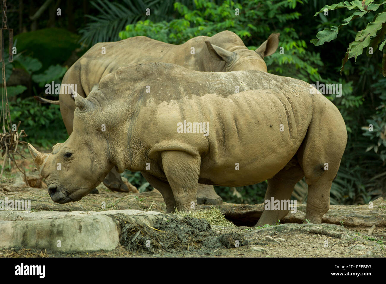rhinoceros in the zoo Stock Photo - Alamy