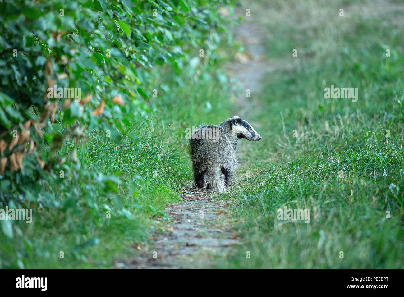 Meles meles, Animal, Natur, Switzerland, European badger, Badger ...
