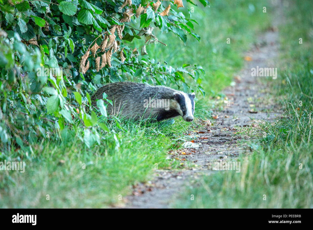 Meles meles, Animal, Natur, Switzerland, European badger, Badger ...