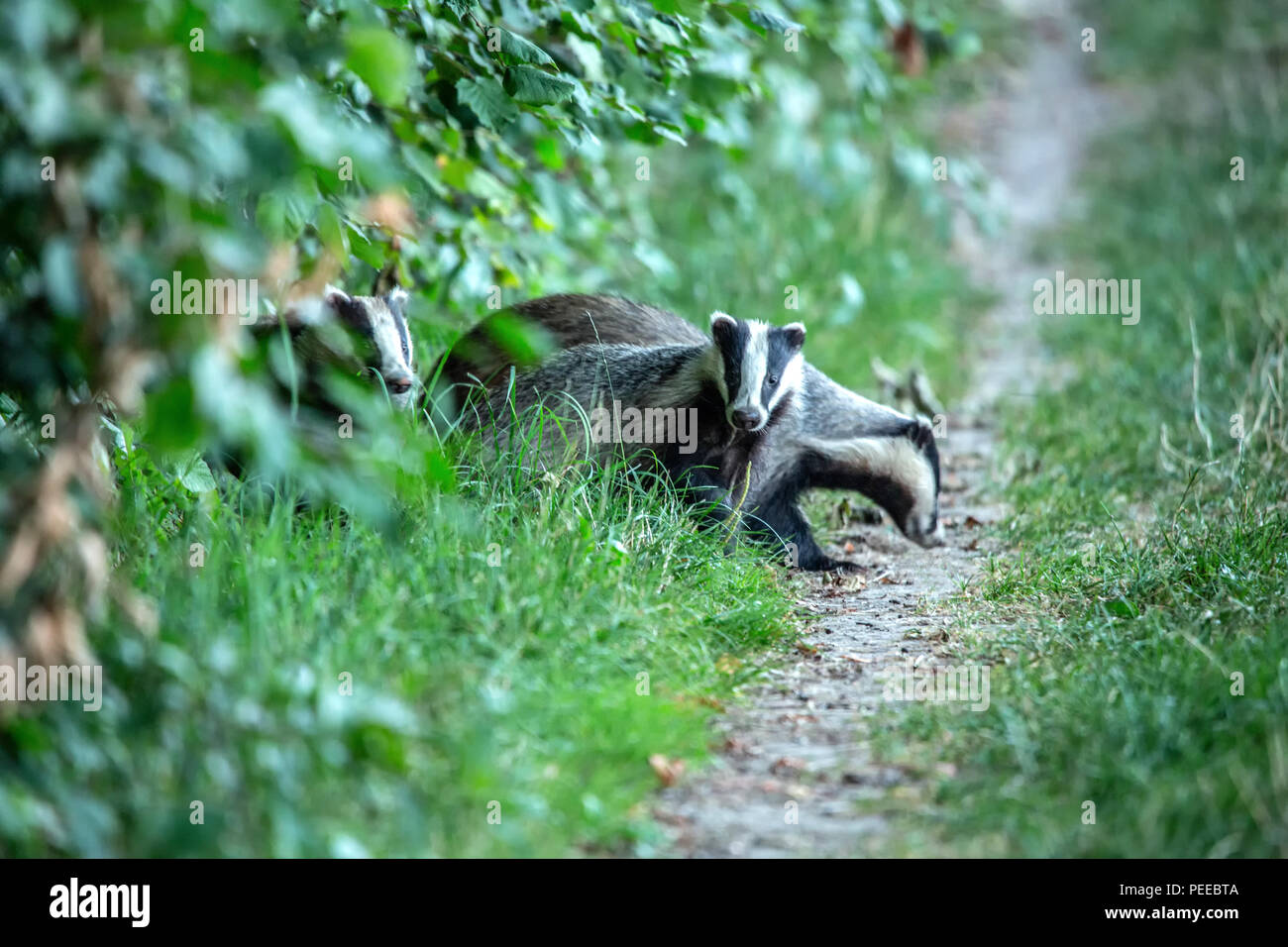 Meles meles, Animal, Natur, Switzerland, European badger, Badger ...