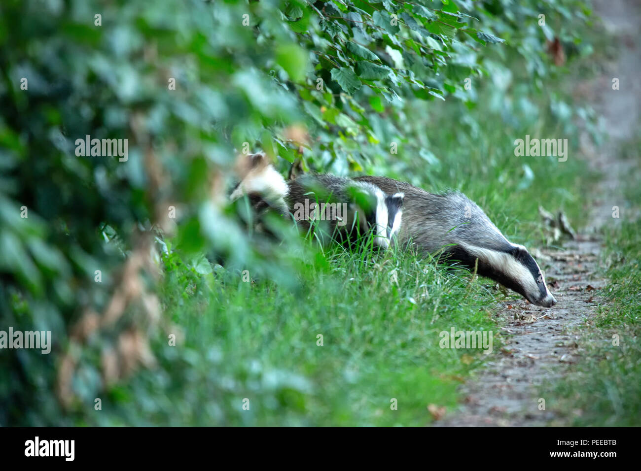 Meles meles, Animal, Natur, Switzerland, European badger, Badger ...