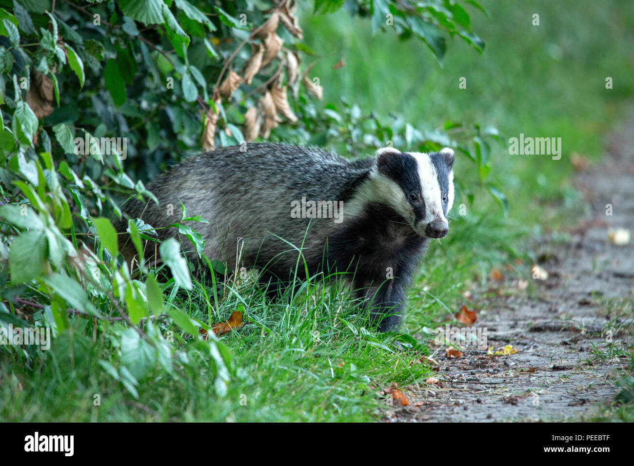 Meles meles, Animal, Natur, Switzerland, European badger, Badger ...