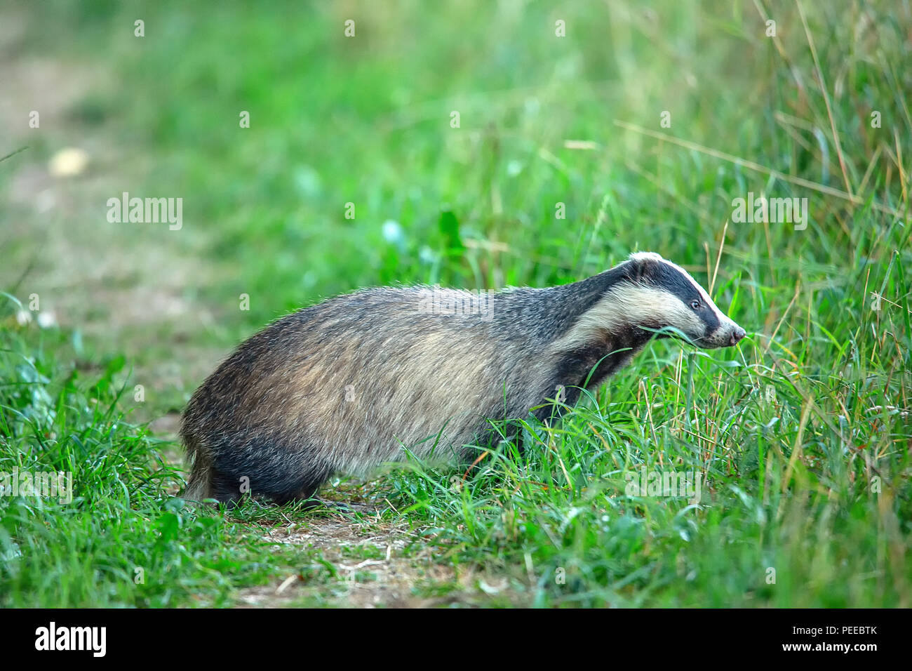 Meles meles, Animal, Natur, Switzerland, European badger, Badger ...