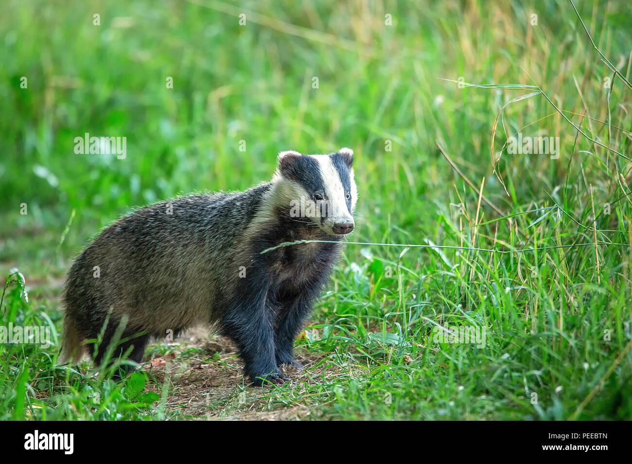 Meles meles, Animal, Natur, Switzerland, European badger, Badger ...