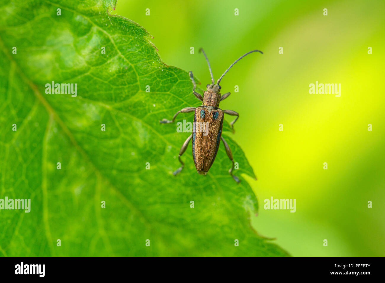 Beetle, Nature, Insect, Switzerland Stock Photo - Alamy