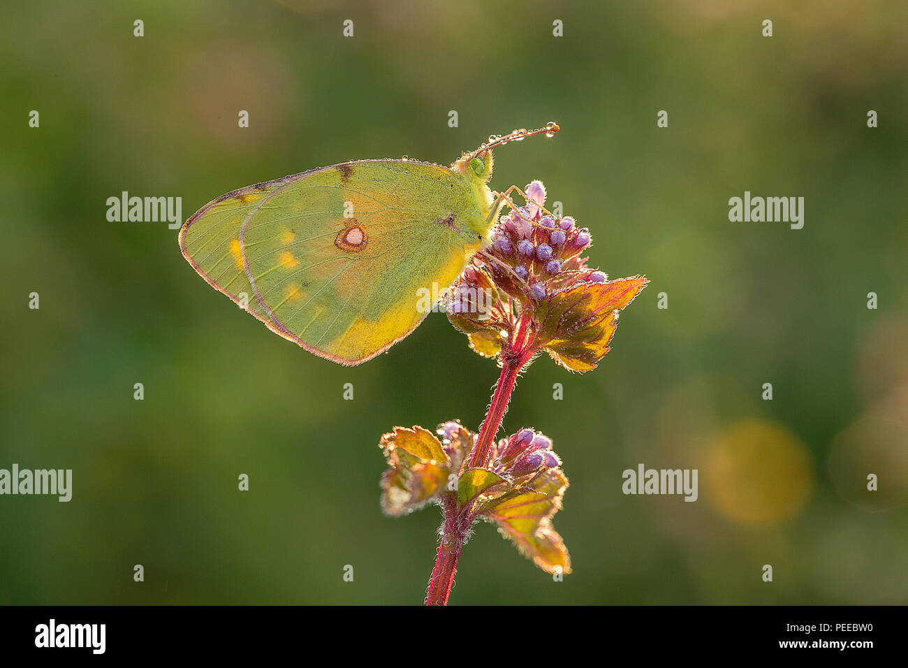 Clouded yellow colias crocea hi-res stock photography and images - Alamy
