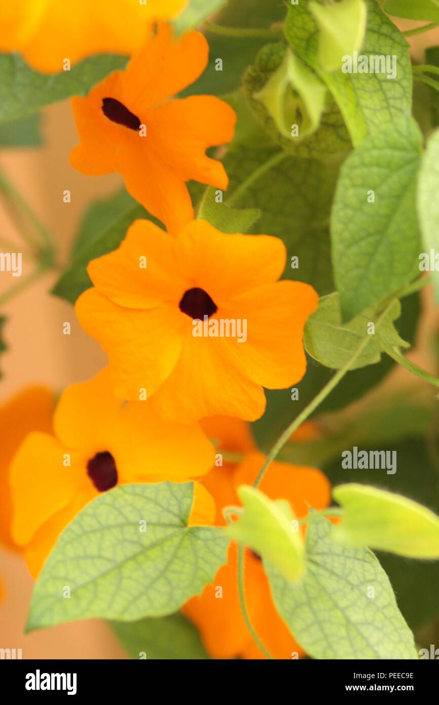 Black-eyed Susan - Rudbeckia hirta. Portrait shape image of a Black ...