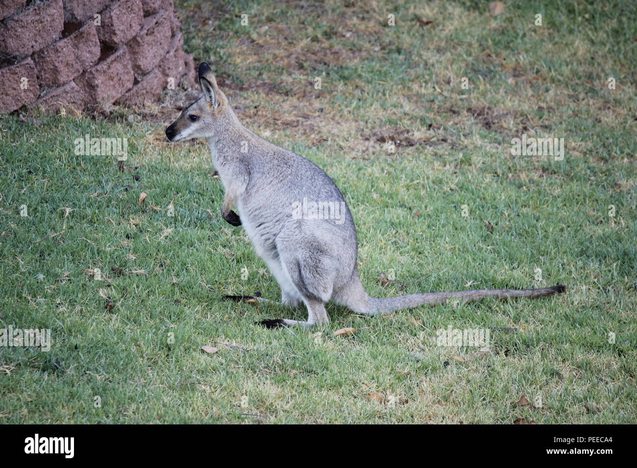 Kangaroo eating grass hi-res stock photography and images - Alamy