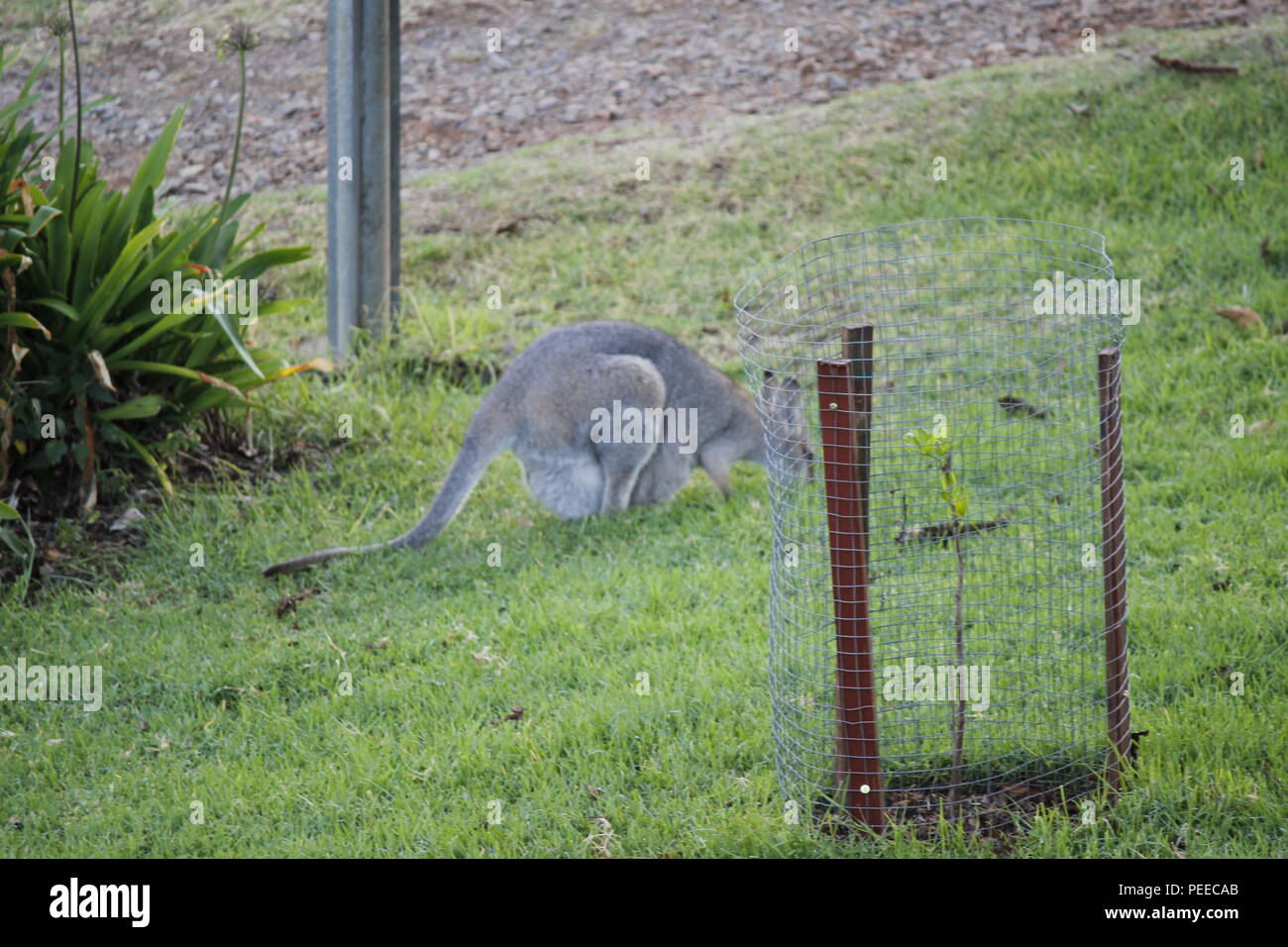 Kangaroo eating grass hi-res stock photography and images - Alamy