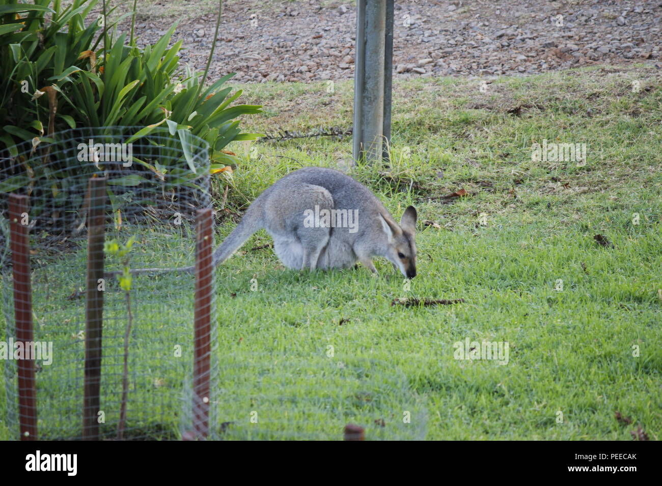 Kangaroo eating grass hi-res stock photography and images - Alamy