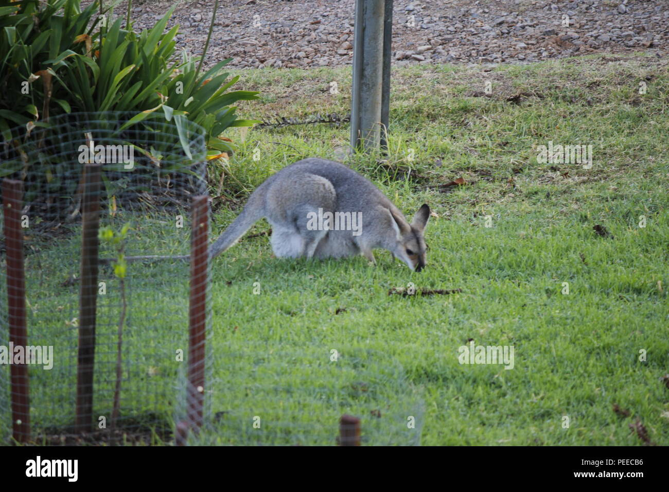 Kangaroo zoom hi-res stock photography and images - Alamy