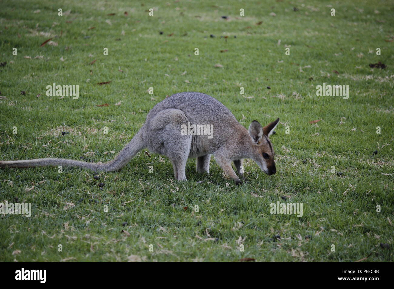 Kangaroo zoom hi-res stock photography and images - Alamy