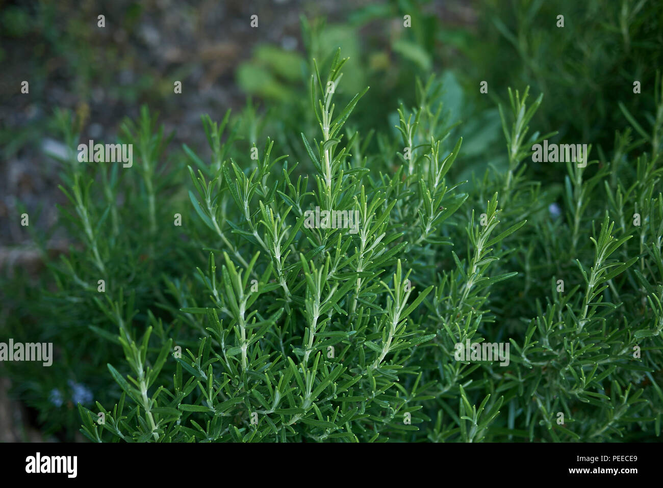 Rosmarinus of hi-res stock photography and images - Alamy