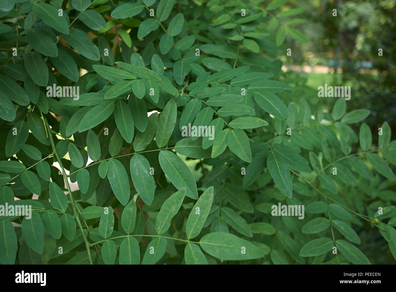 Styphnolobium Japonicum Stock Photos & Styphnolobium Japonicum Stock ...