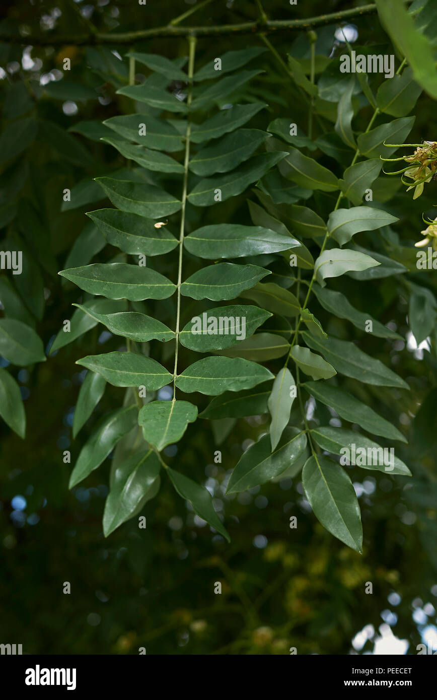 Styphnolobium Japonicum High Resolution Stock Photography and Images ...