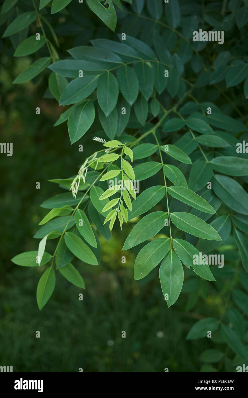 Styphnolobium japonicum leaves hi-res stock photography and images - Alamy