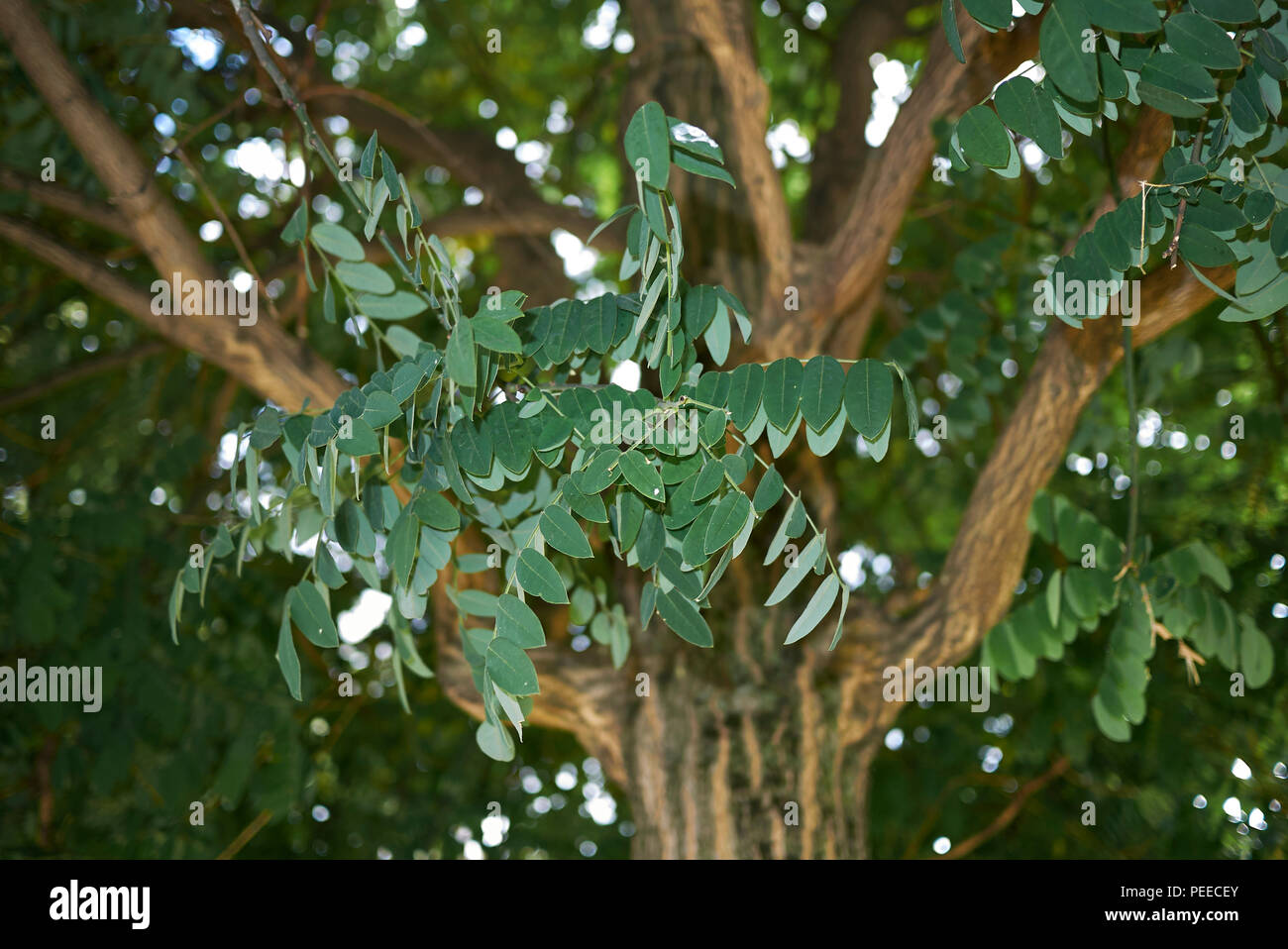 Styphnolobium japonicum leaves hi-res stock photography and images - Alamy