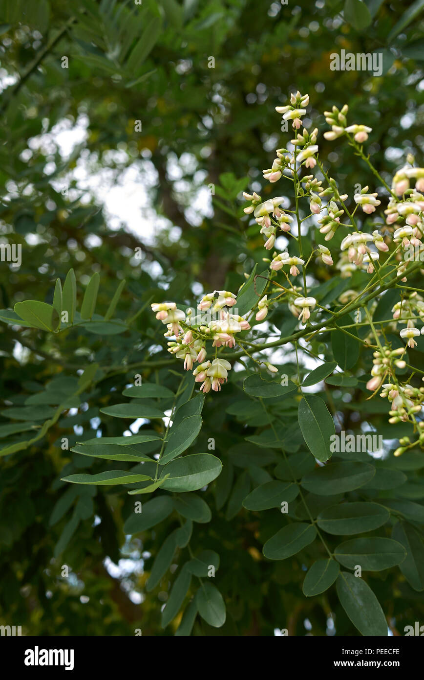 Styphnolobium japonicum hi-res stock photography and images - Alamy