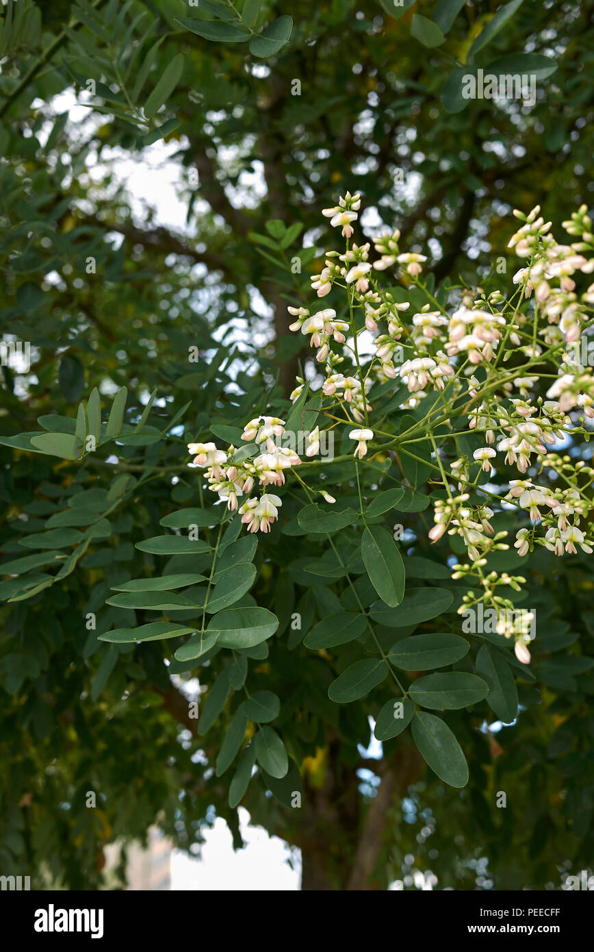 Styphnolobium japonicum hi-res stock photography and images - Alamy