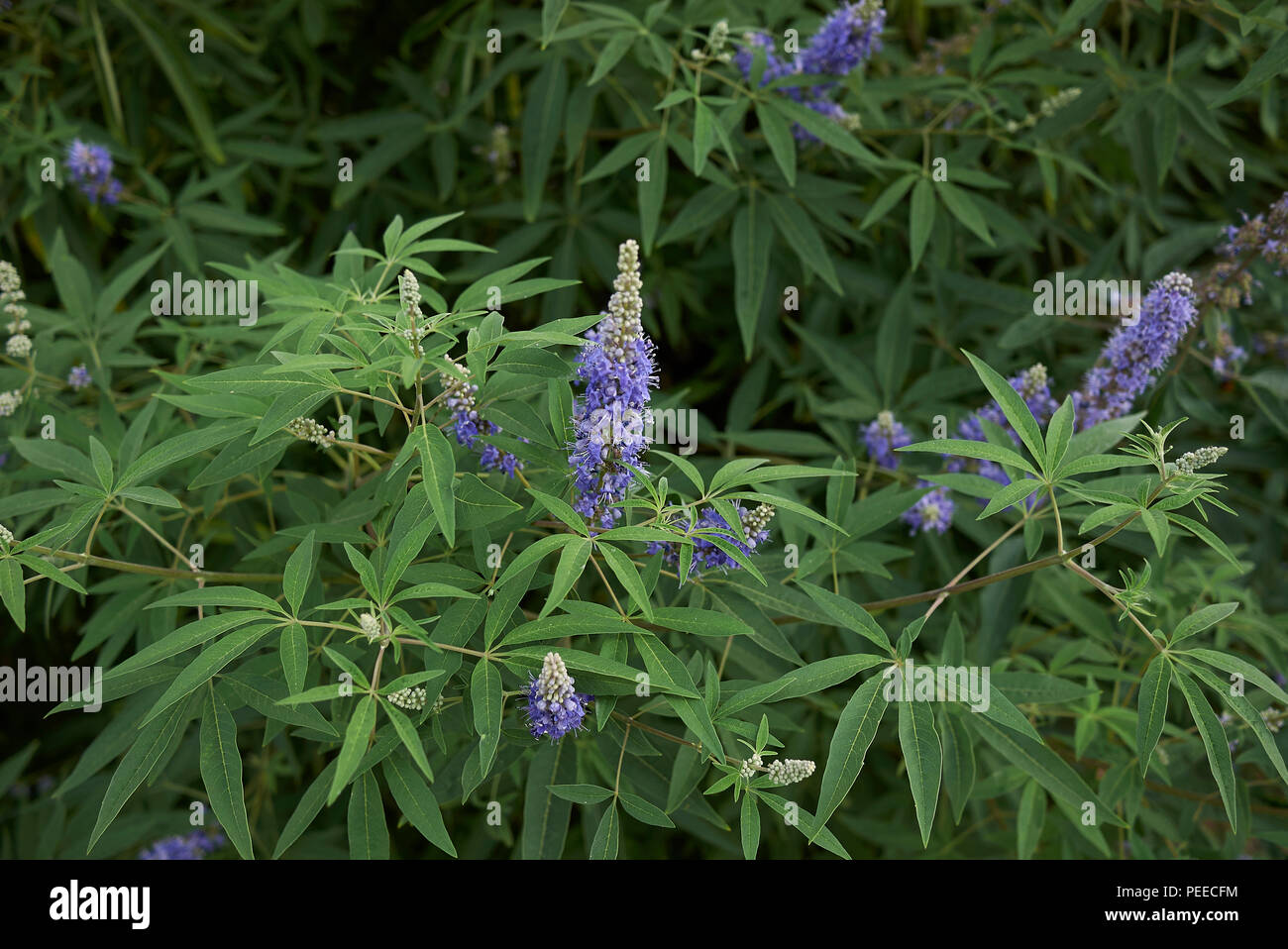 Vitex agnus castus spring hi-res stock photography and images - Alamy