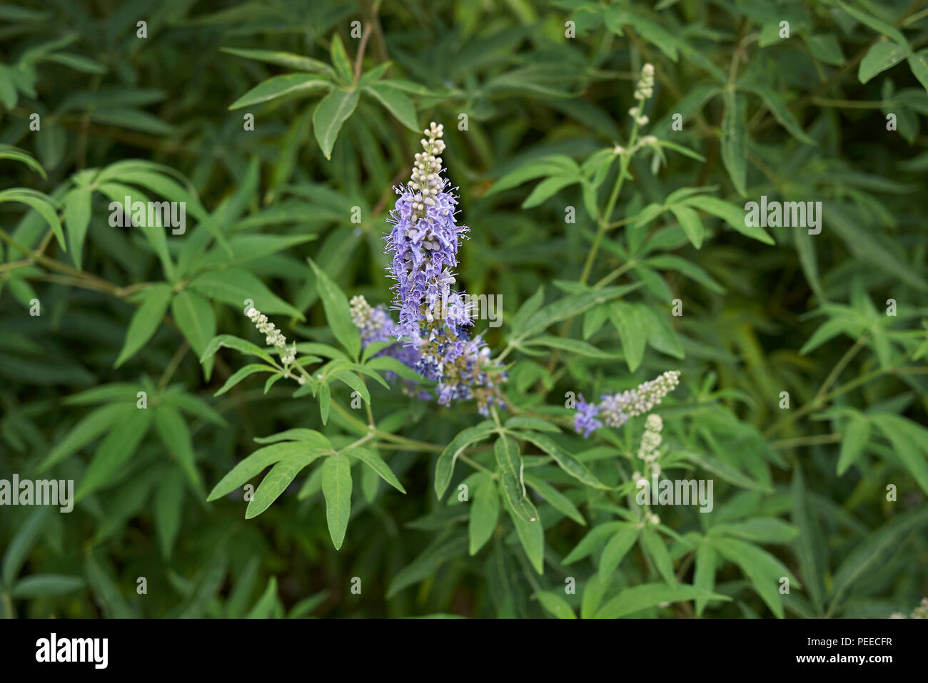 Vitex agnus castus spring hi-res stock photography and images - Alamy