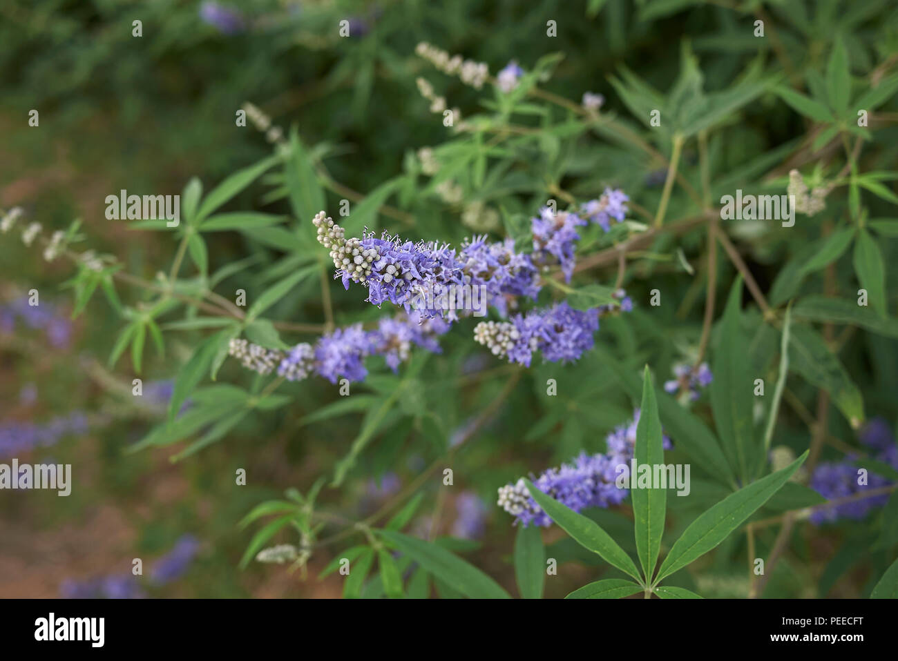 Vitex agnus castus spring hi-res stock photography and images - Alamy