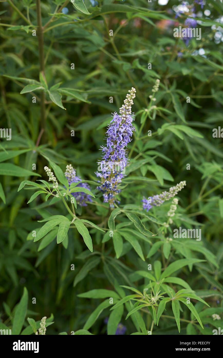 Vitex agnus castus spring hi-res stock photography and images - Alamy